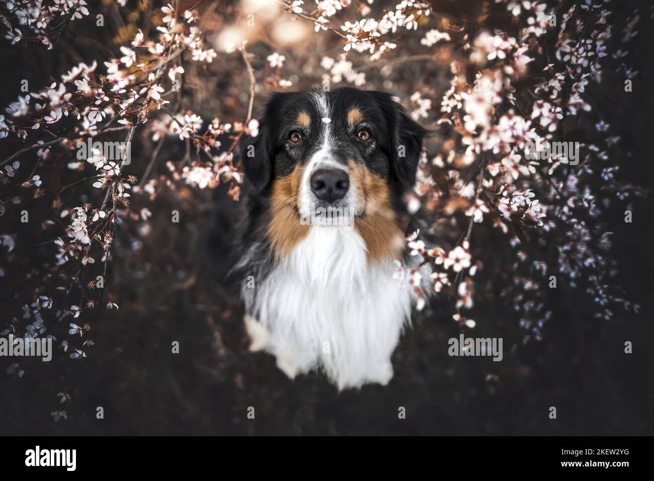 adult Australian Shepherd Stock Photo - Alamy