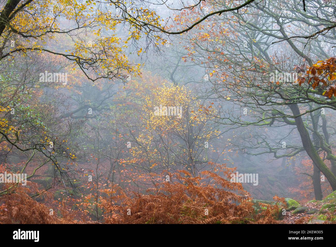 Padley Gorge on a misty morning in November. A beautiful wooded valley ...