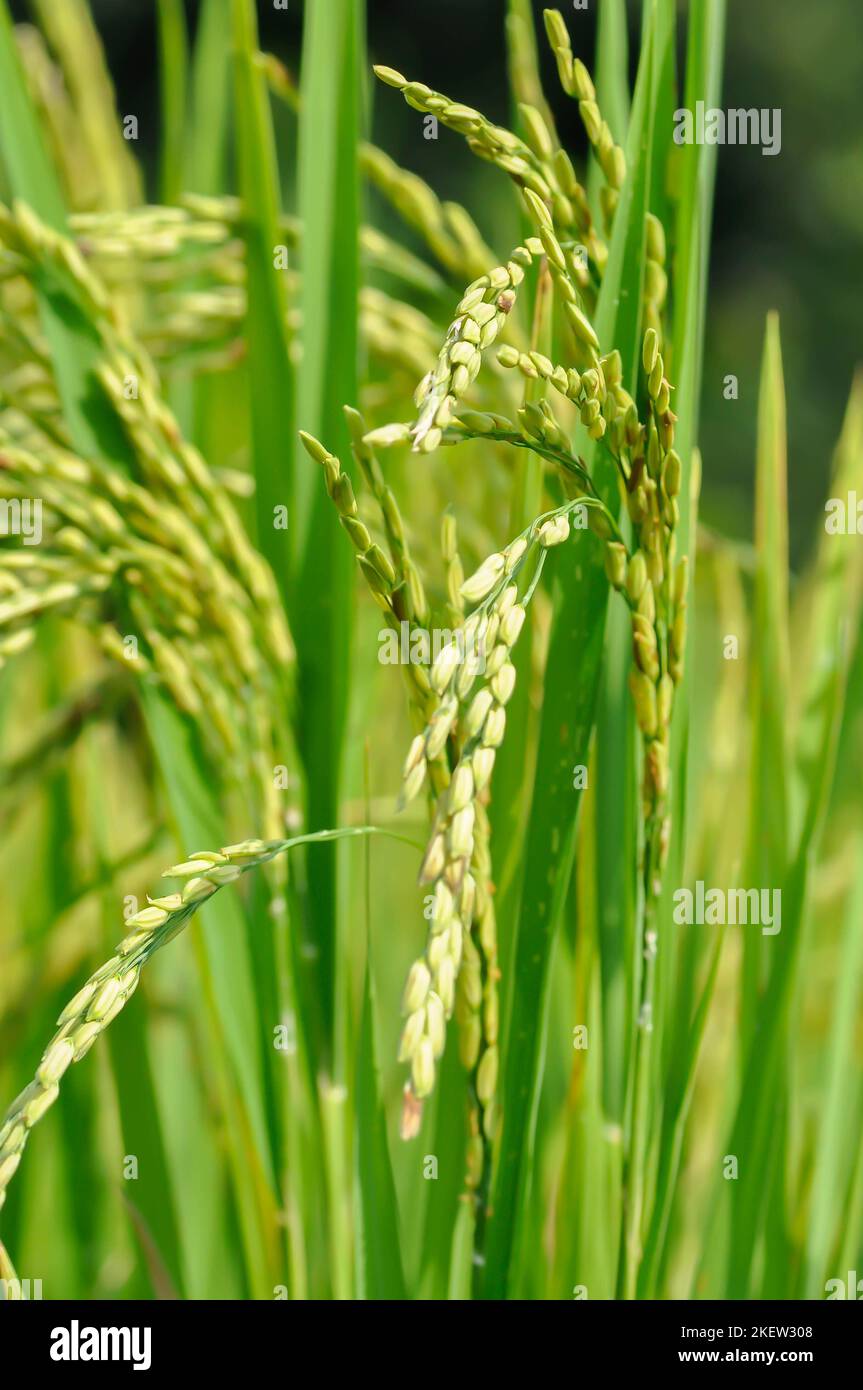 rice plant or rice field , sticky rice plant or paddy field or rice ...