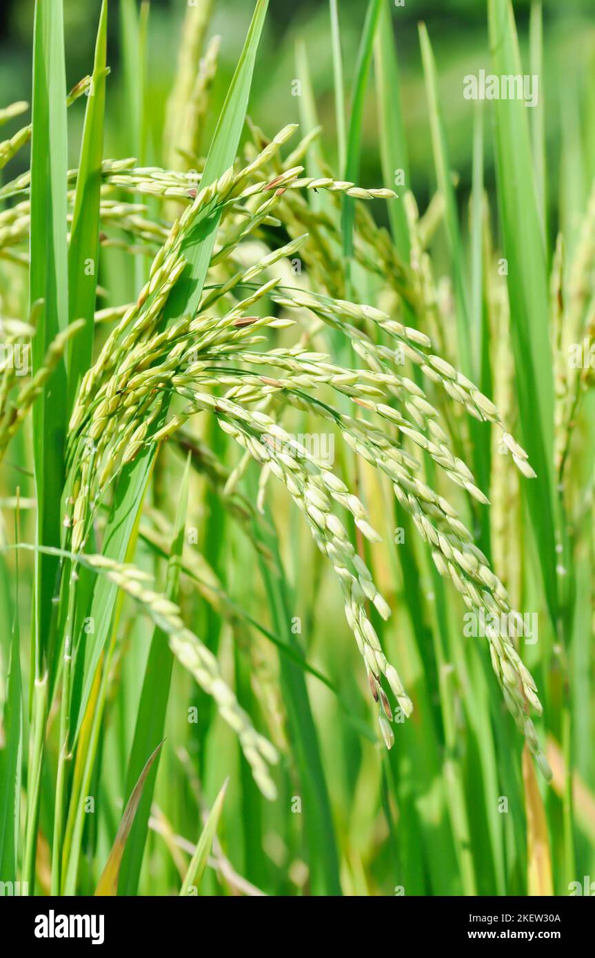 rice plant or rice field , sticky rice plant or paddy field or rice ...
