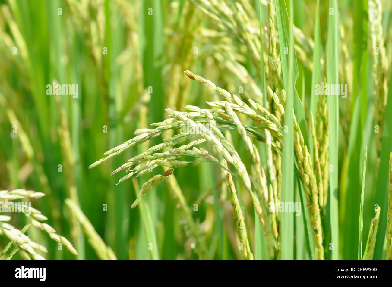 rice plant or rice field , sticky rice plant or paddy field or rice ...