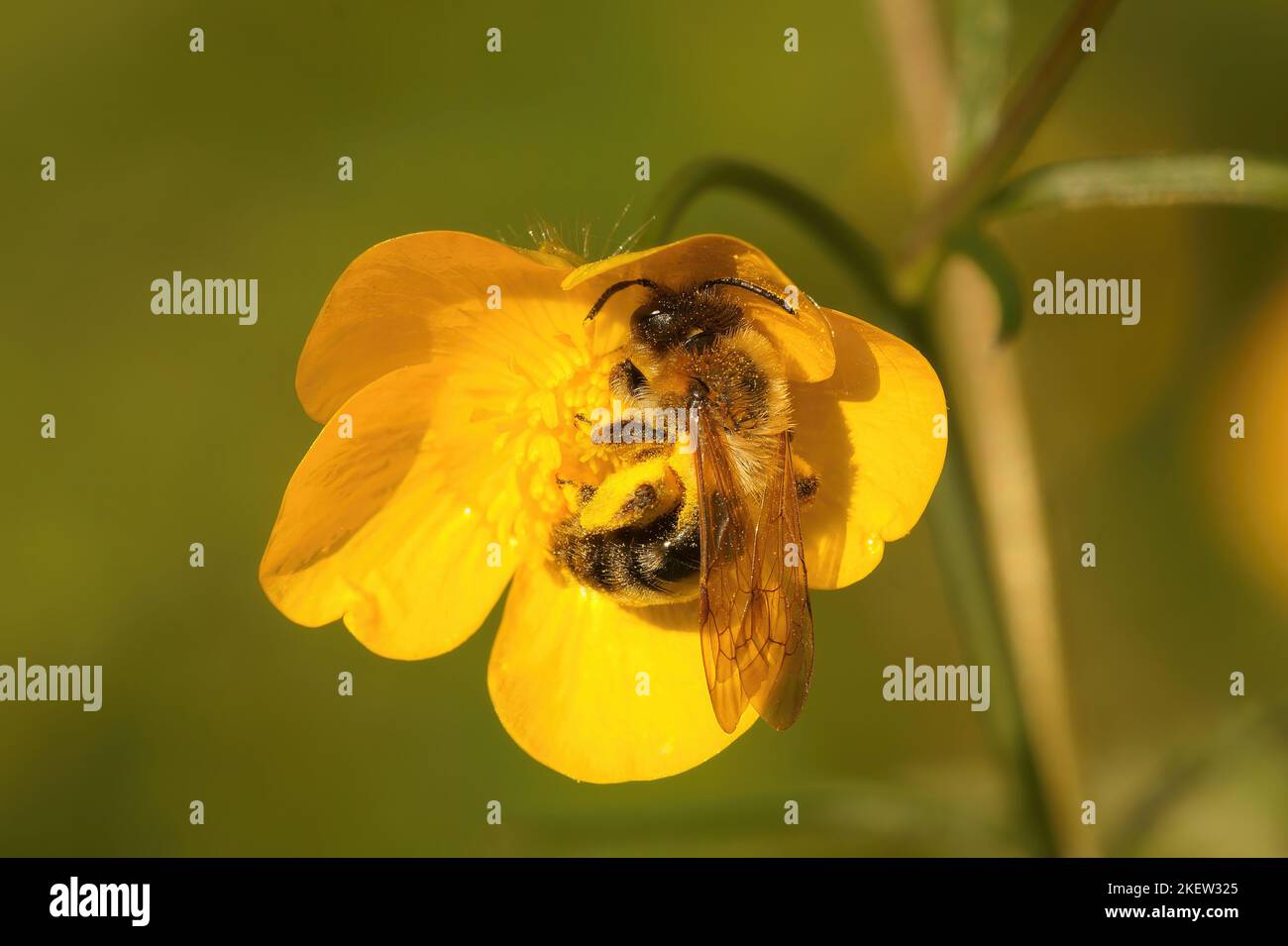Natural closeup of a female Grey-patched Mining Bee. Andrena nitida on ...