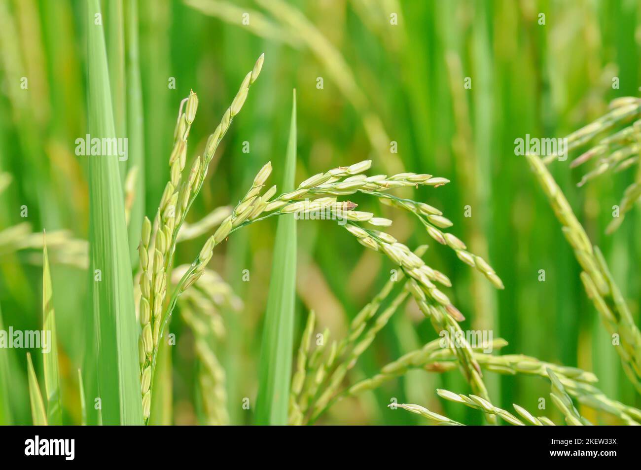 rice plant or rice field , sticky rice plant or paddy field or rice ...