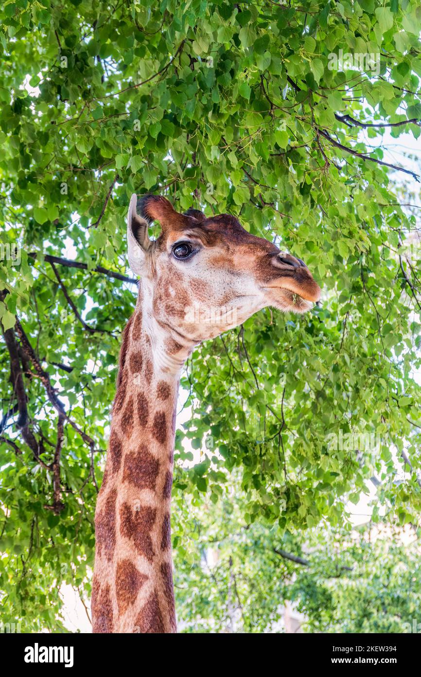 Close-up giraffe head on green leaves background. Giraffes head against ...