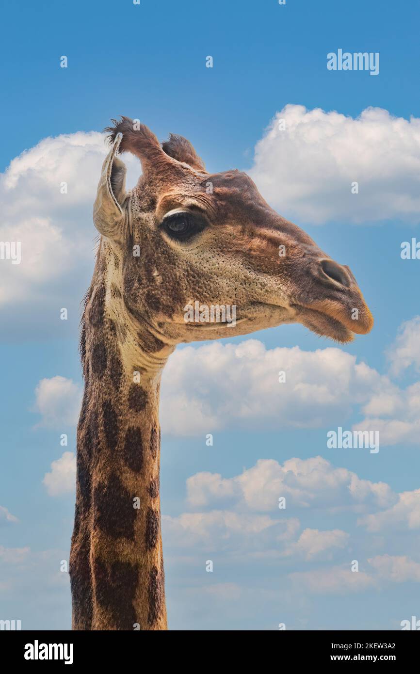 Close-up giraffe on blue sky background. Giraffes head against blue sky ...