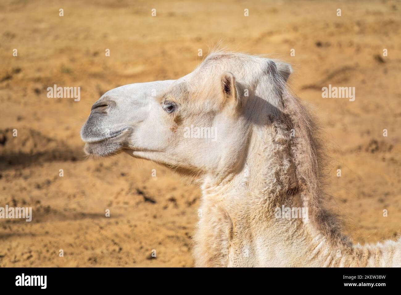 Portrait of a camel resting on sand. Camel laying on the sand resting ...