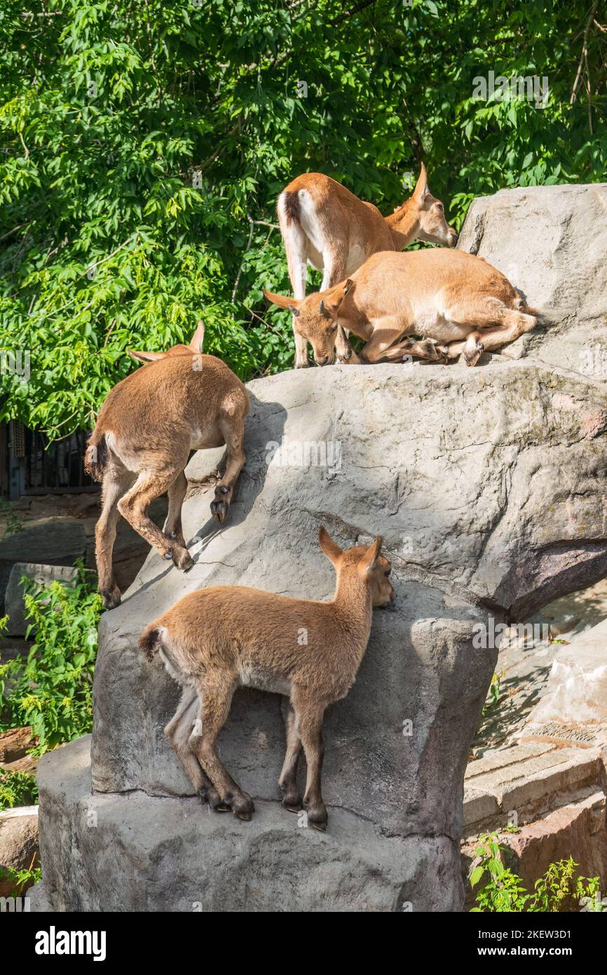 Markhor goatlings jump on the rocks. Markhor, Capra falconeri, wild ...
