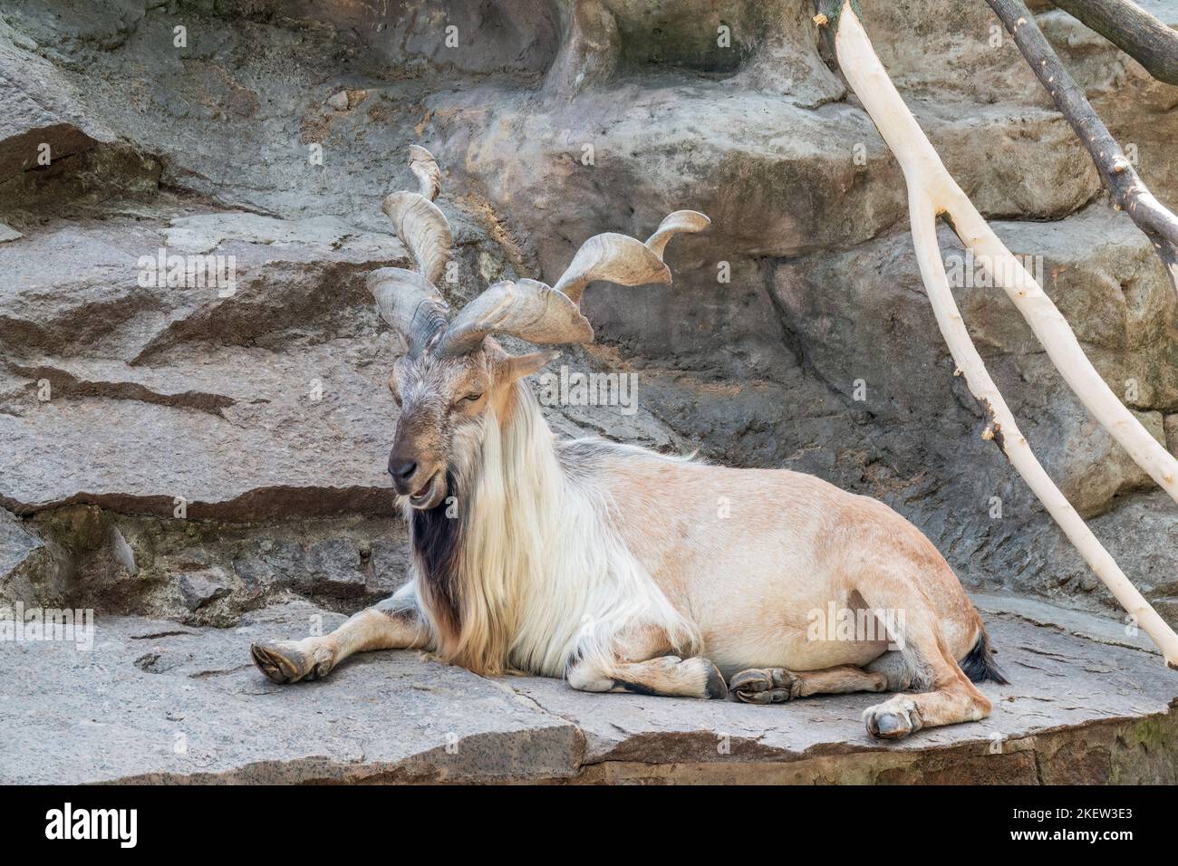 Close-up portrait of Markhor, Capra falconeri, wild goat native to ...