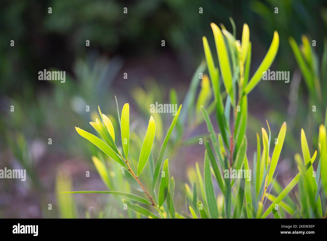 Detail of wild bushes in the woods Stock Photo - Alamy