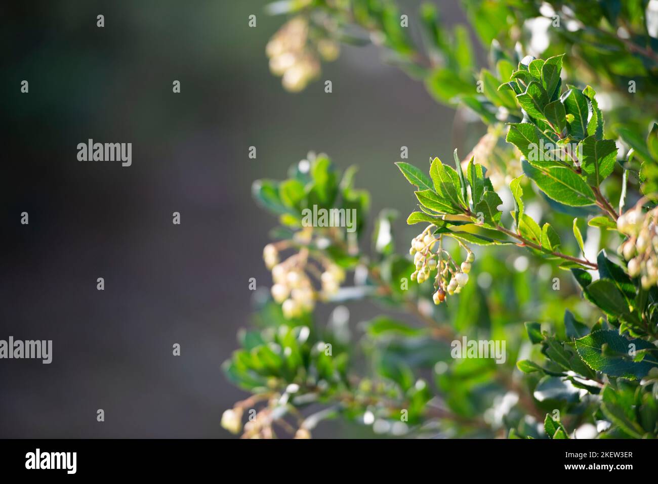 Detail of wild bushes in the woods Stock Photo - Alamy