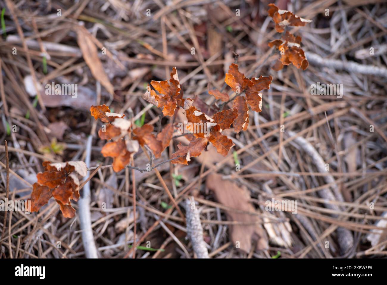 Conservation needles hi-res stock photography and images - Alamy