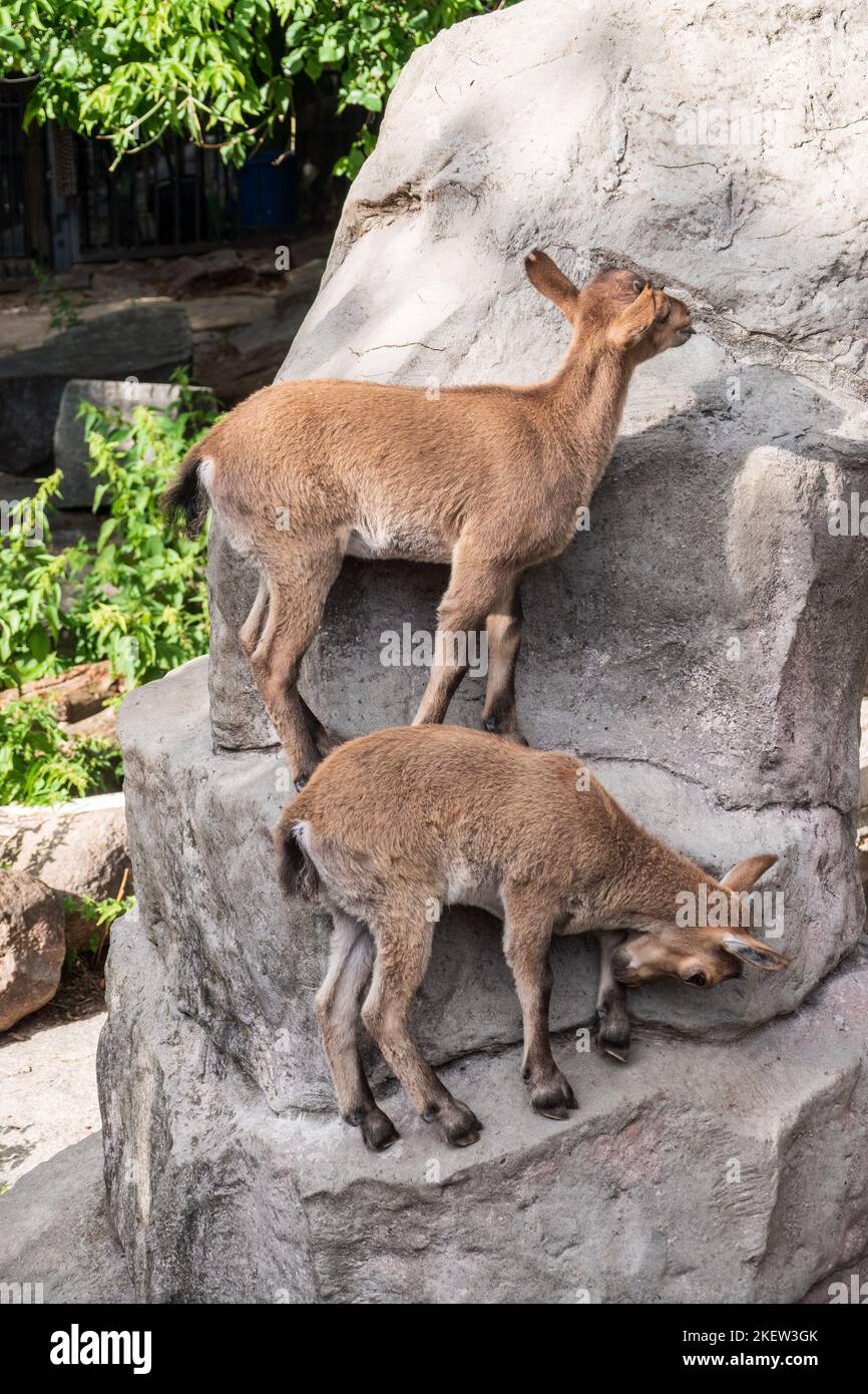 Markhor goatlings jump on the rocks. Markhor, Capra falconeri, wild ...