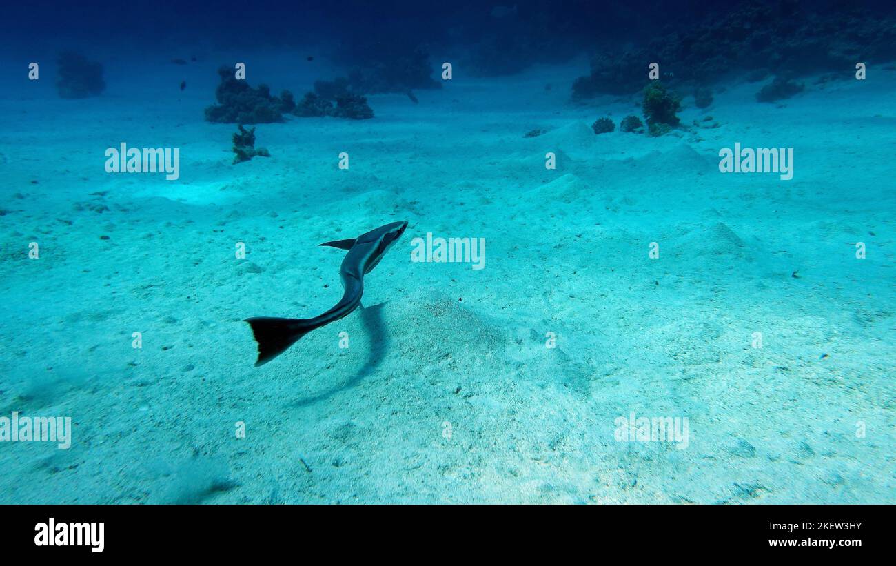 Beautiful, diverse and interesting fish living on the gorgeous reefs of ...