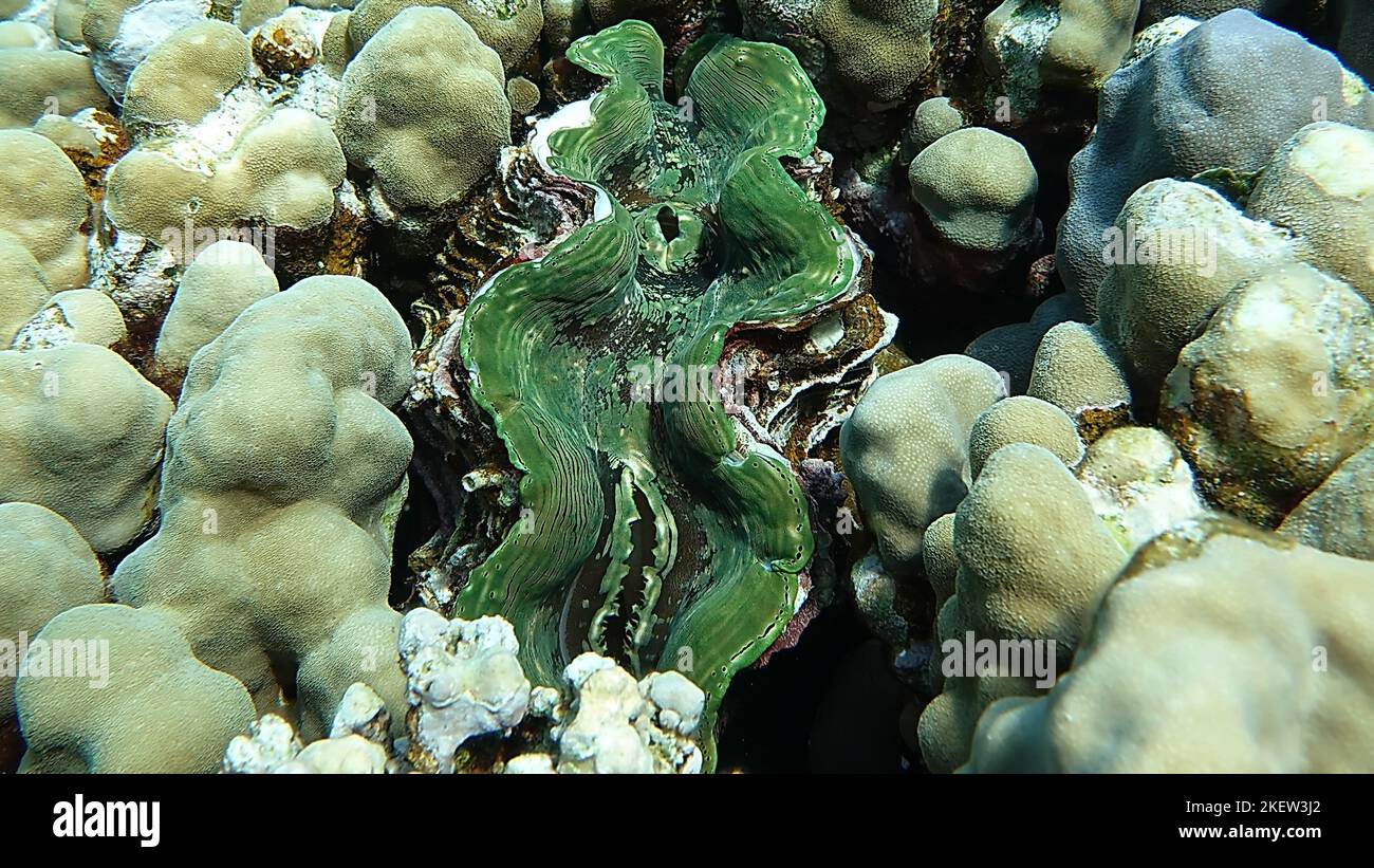 Beautiful, diverse and interesting fish living on the gorgeous reefs of ...