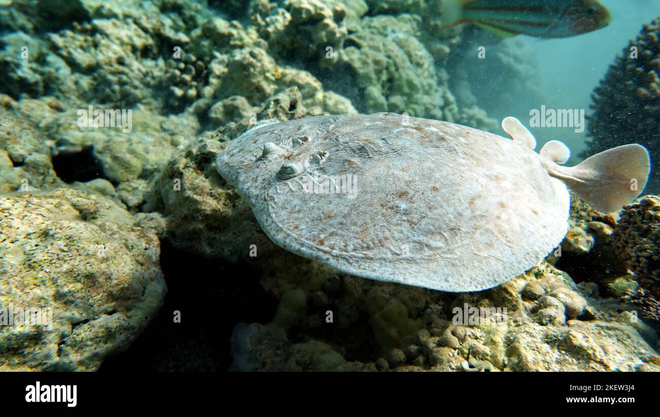 Beautiful, diverse and interesting fish living on the gorgeous reefs of ...