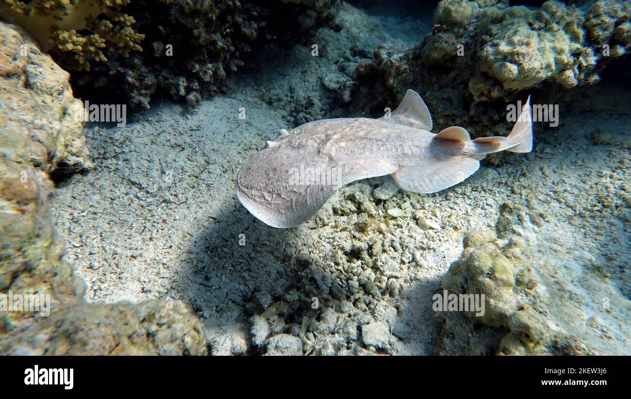 Beautiful, diverse and interesting fish living on the gorgeous reefs of ...