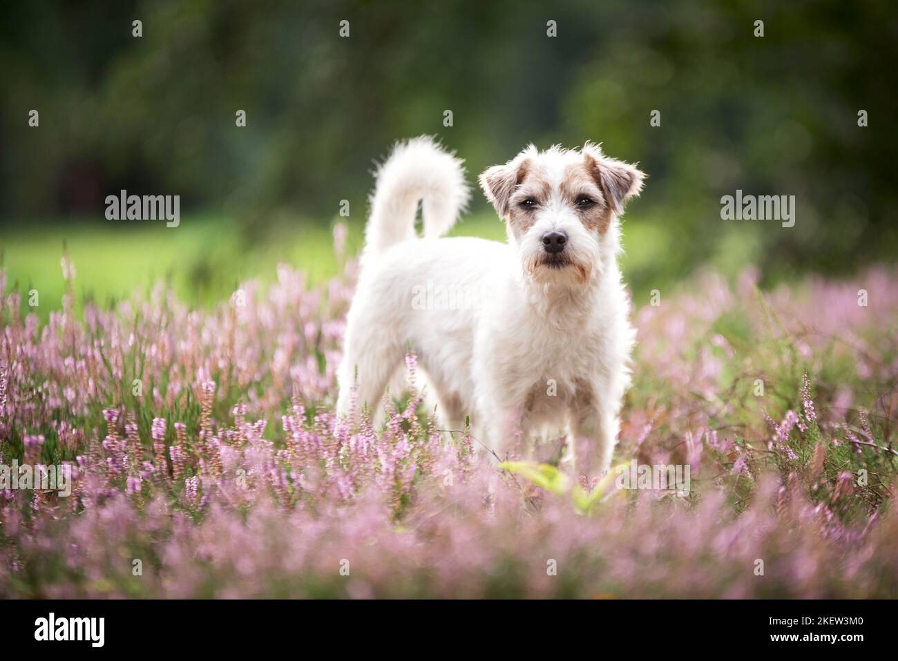 Erica russell hi-res stock photography and images - Alamy