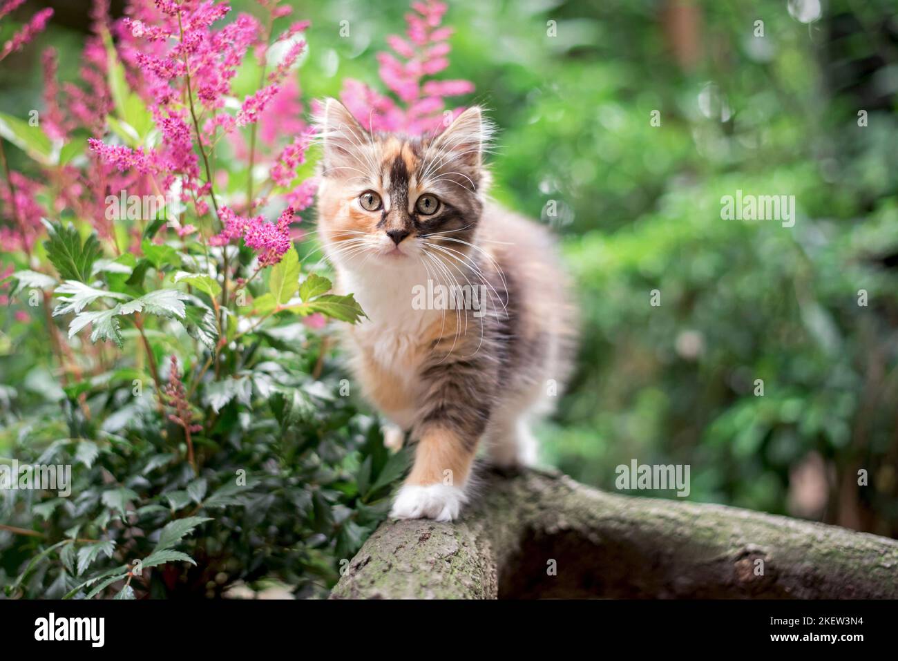 Calico kitten and flowers hi-res stock photography and images - Alamy