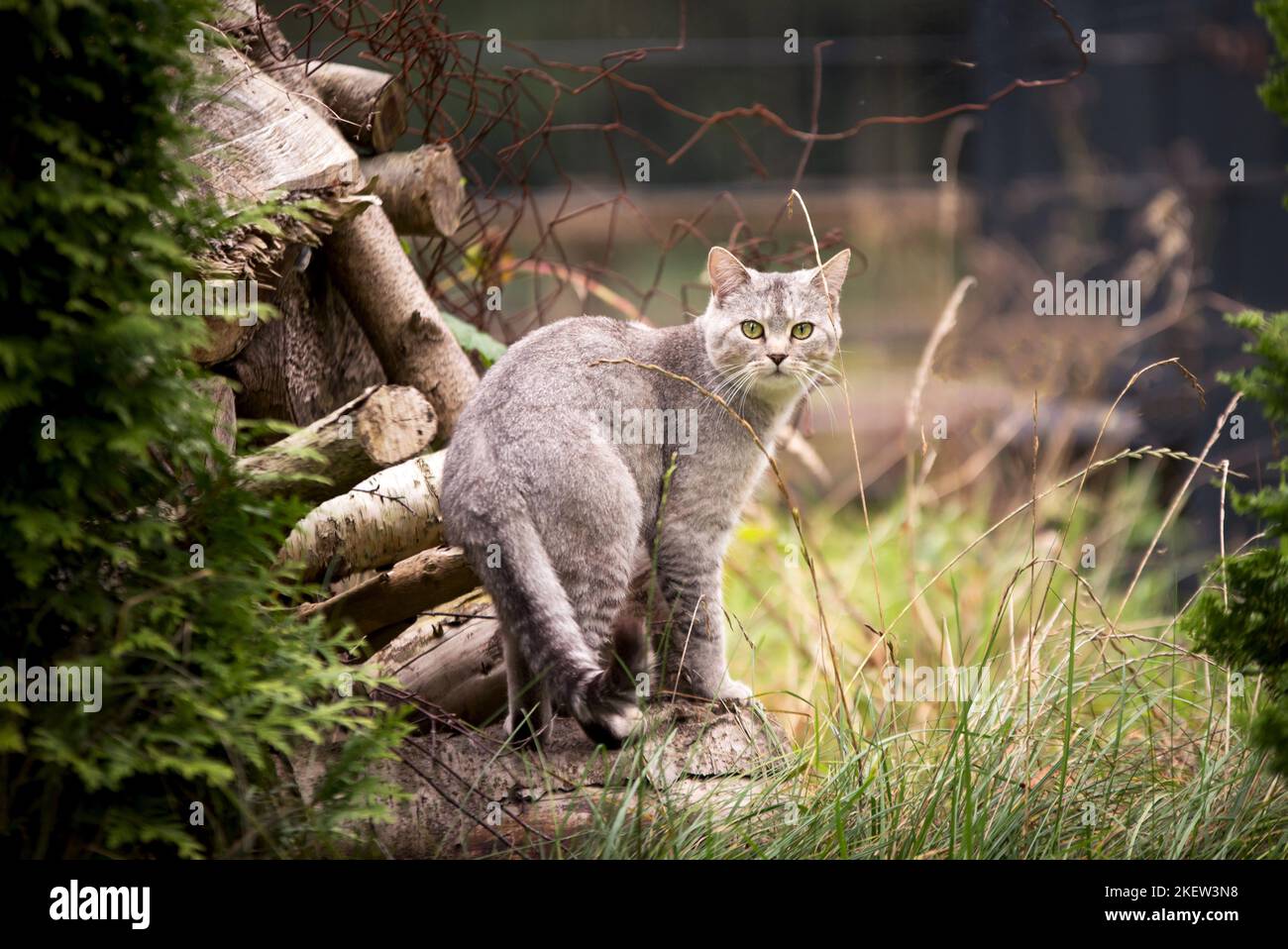Stack cats hi-res stock photography and images - Alamy