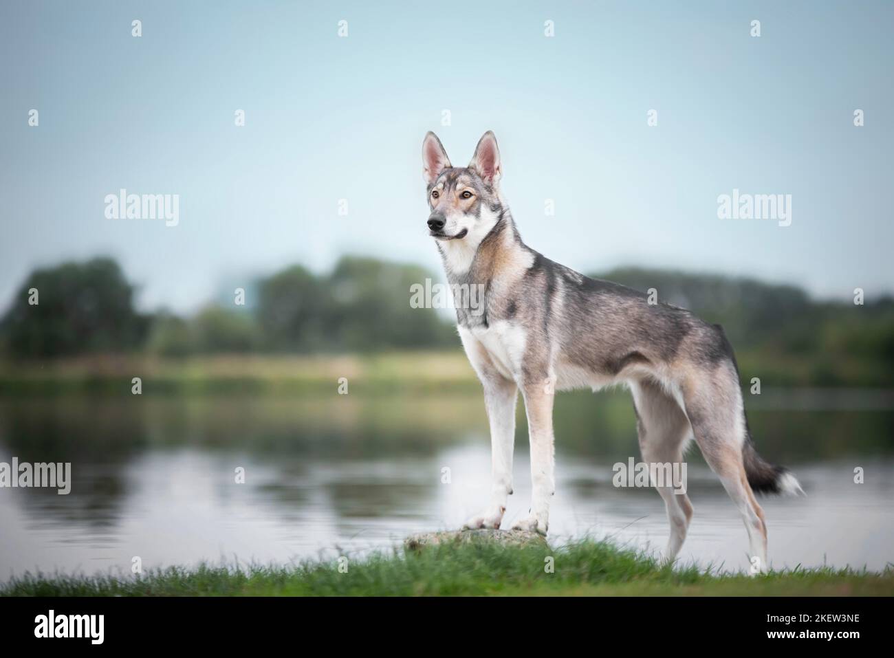 Finnish tamaskan dog hi-res stock photography and images - Alamy
