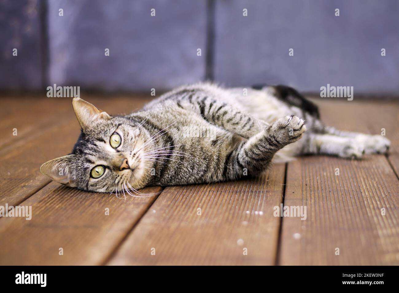 Side view she cat hi-res stock photography and images - Alamy