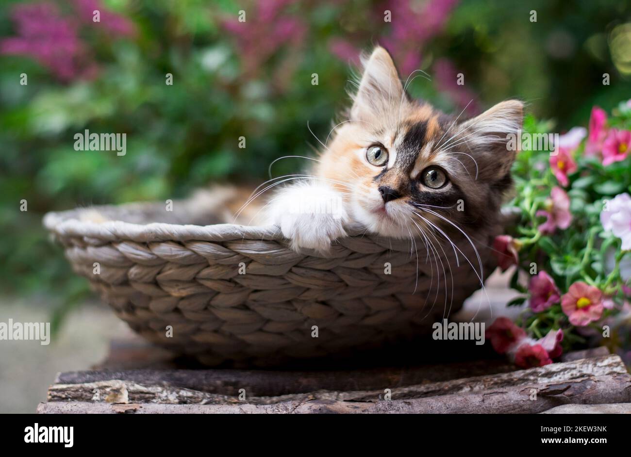 Calico kitten and flowers hi-res stock photography and images - Alamy