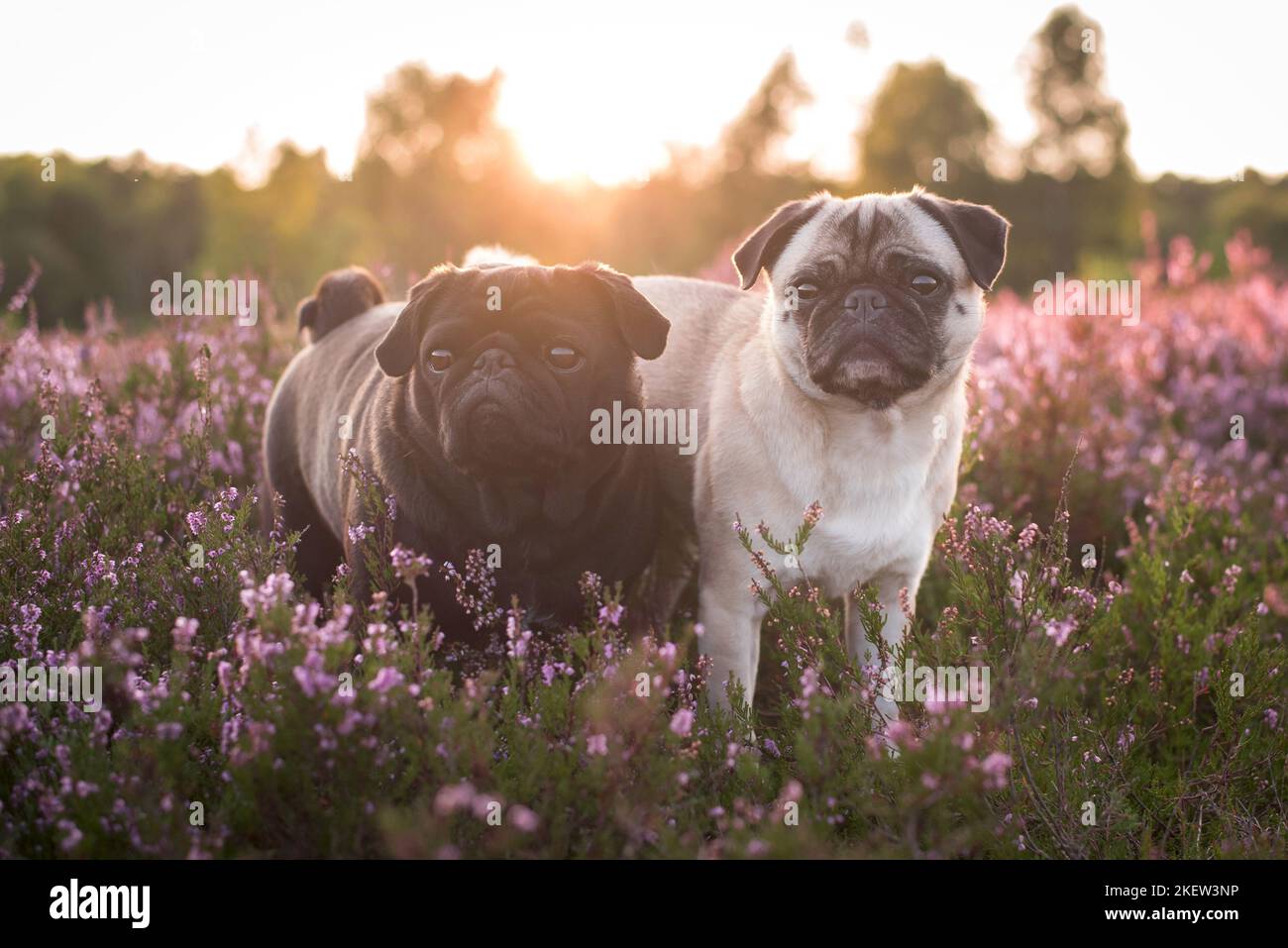 Dark moody blooms hi-res stock photography and images - Alamy