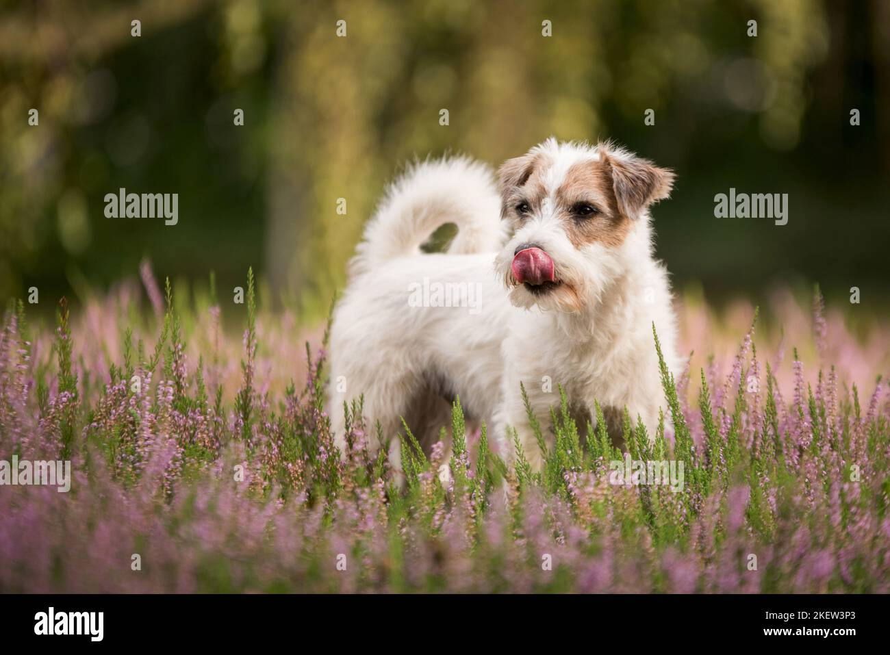 Erica russell hi-res stock photography and images - Alamy