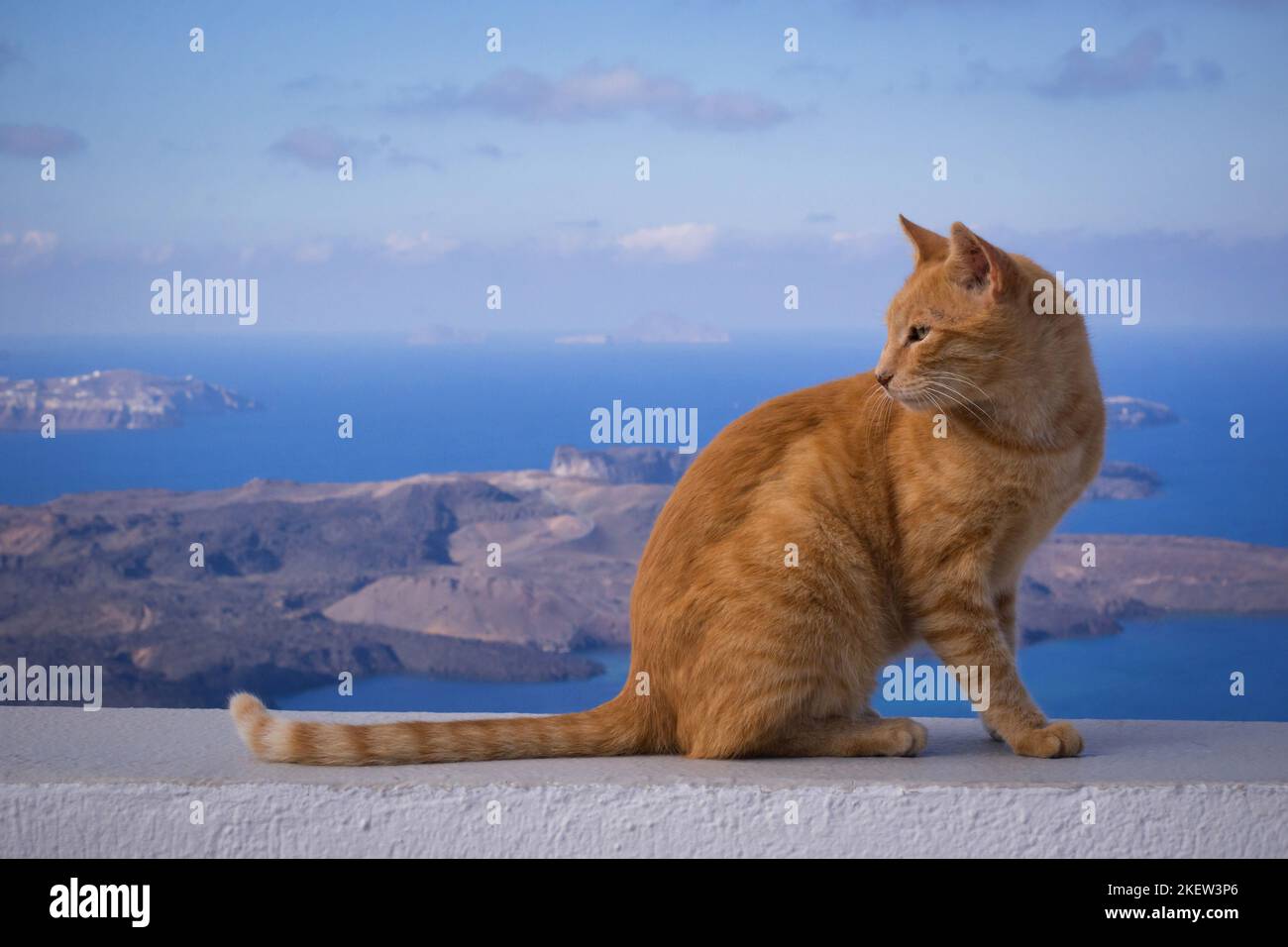 Ginger cat side profile hi-res stock photography and images - Alamy