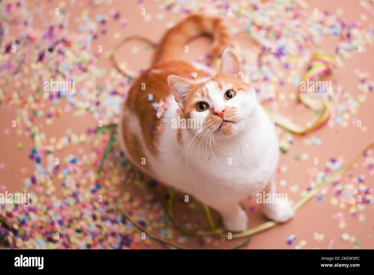 Side view she cat hi-res stock photography and images - Alamy