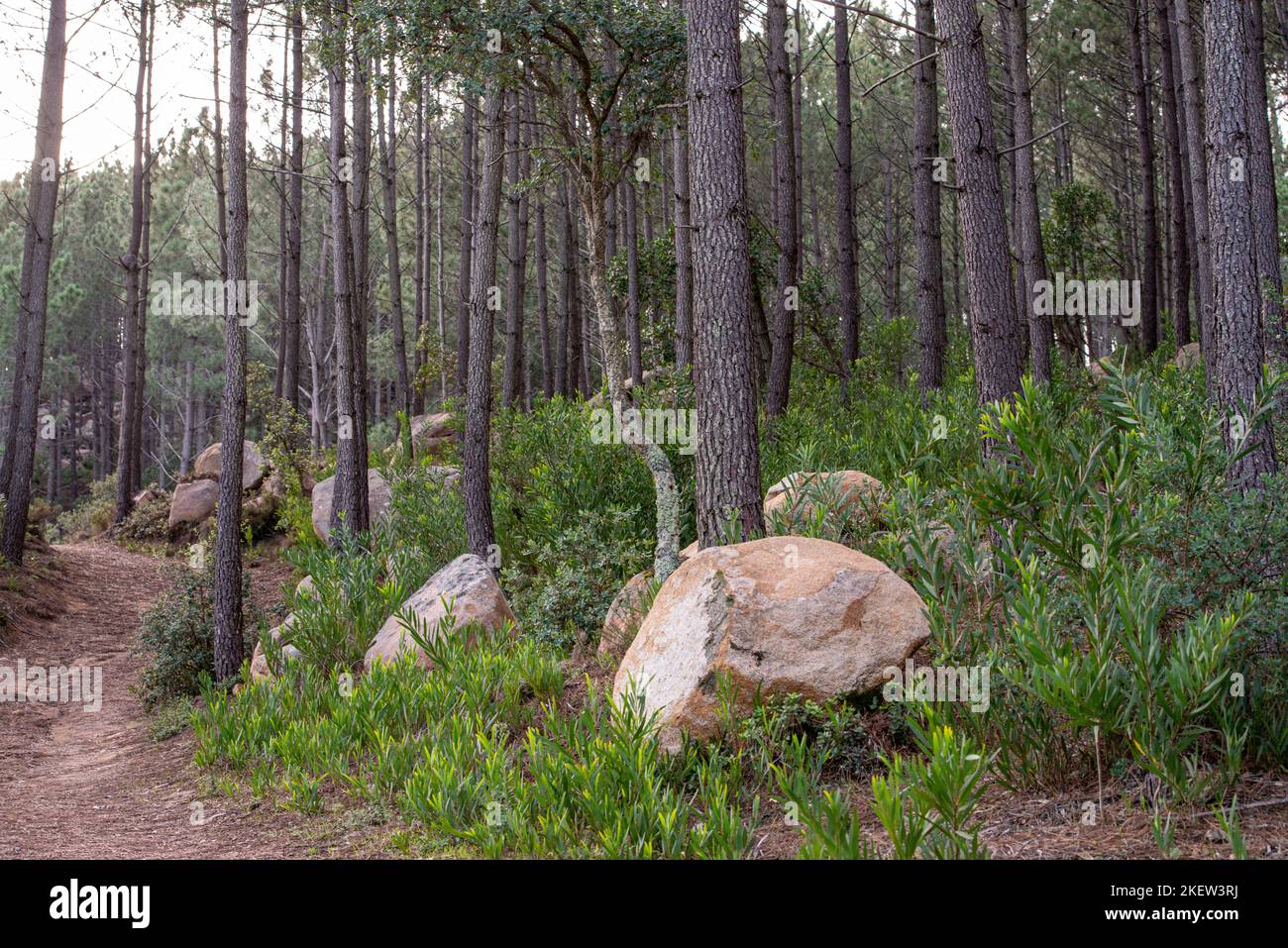 Trees in the woods landscape image Stock Photo - Alamy