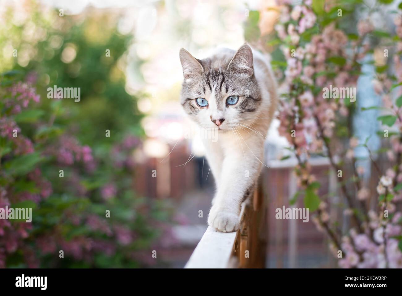 Ragdoll cat walks hi-res stock photography and images - Alamy