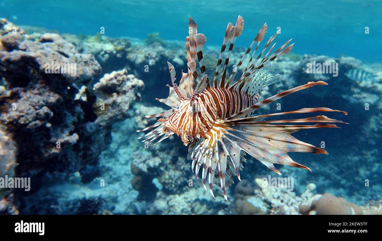 Lion Fish in the Red Sea. Lion Fish in the Red Sea in clear blue water ...