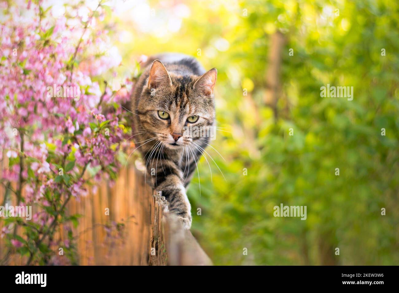 Adult cats walking flowers hi-res stock photography and images - Alamy