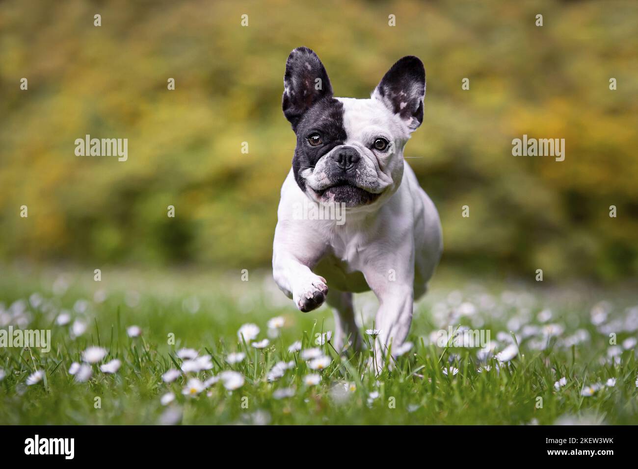 running French Bulldog Stock Photo - Alamy