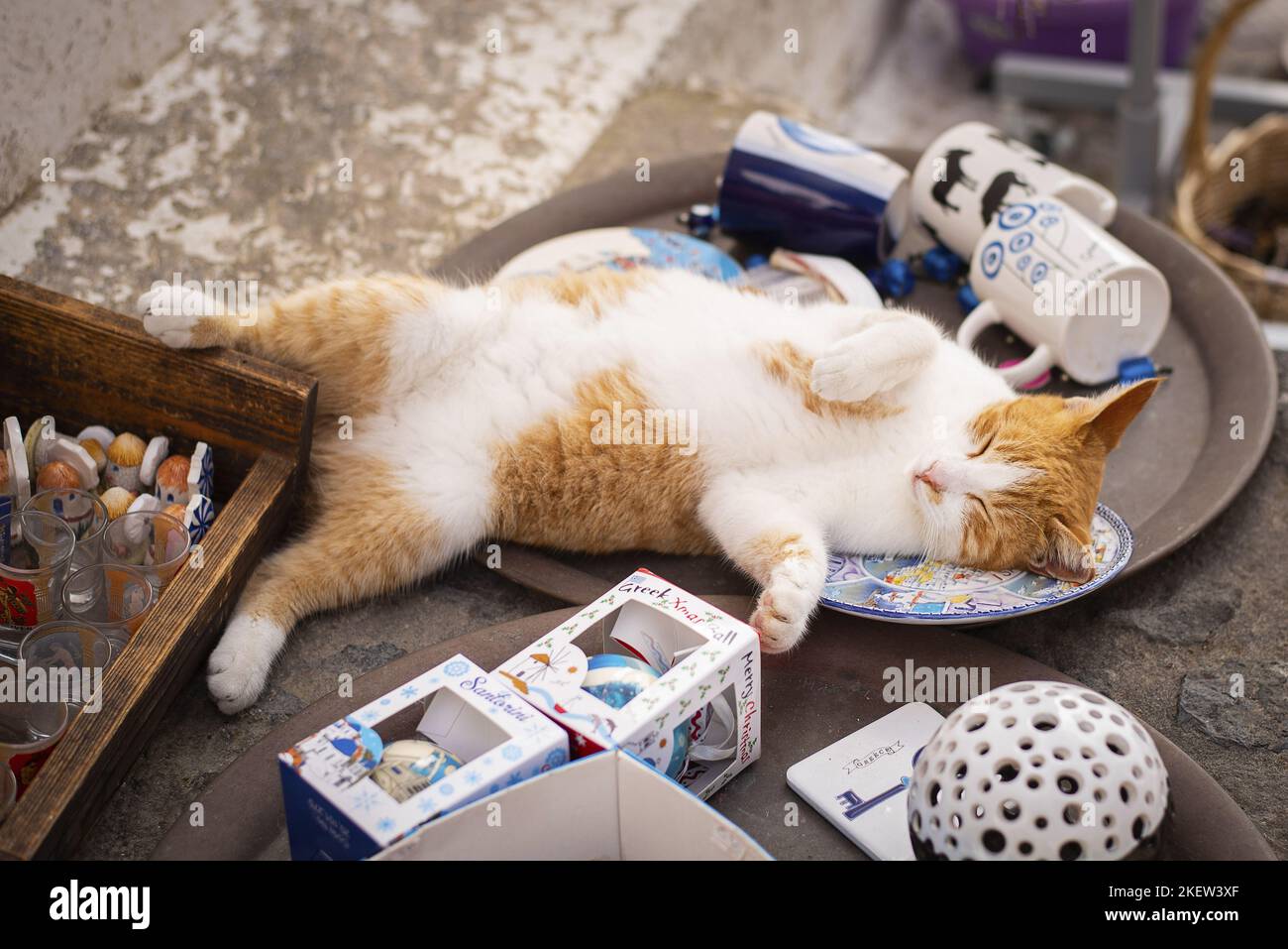 Funny felis catus sleep hi-res stock photography and images - Alamy