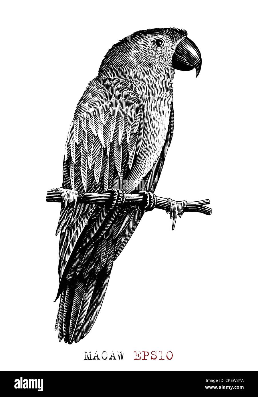 Macaw hand draw vintage engraving style Stock Vector Image & Art - Alamy