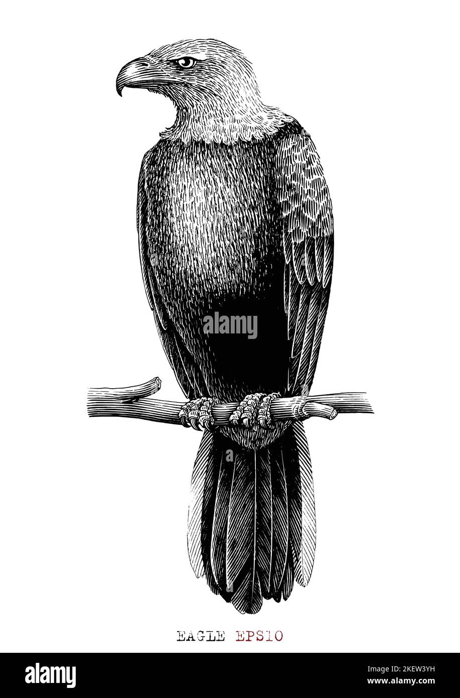 Draw eagle hi-res stock photography and images - Alamy