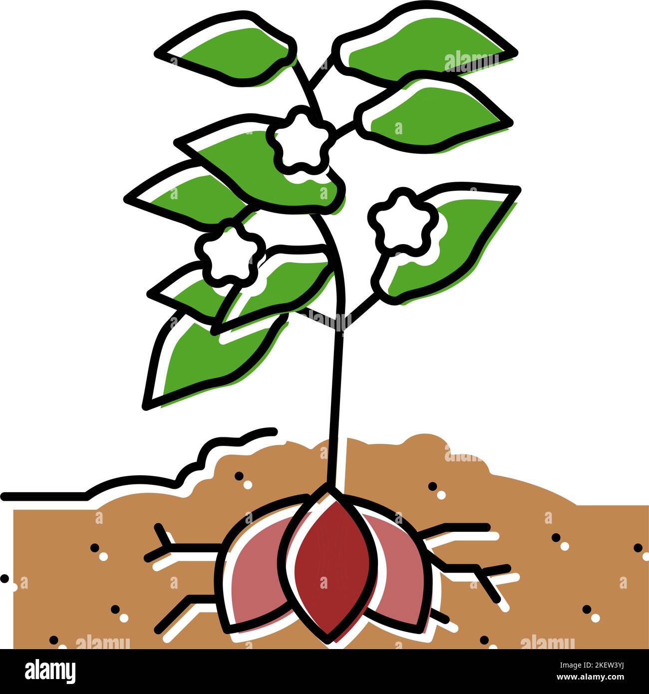 plant sweet potato color icon vector illustration Stock Vector Image ...