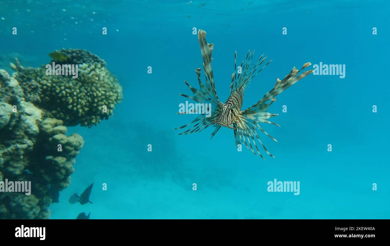 Lion Fish in the Red Sea. Lion Fish in the Red Sea in clear blue water ...