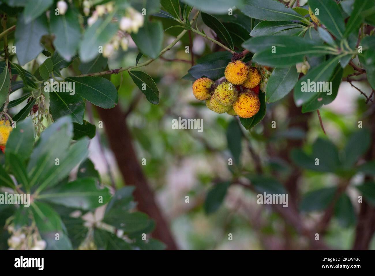 Detail of wild bushes in the woods Stock Photo - Alamy