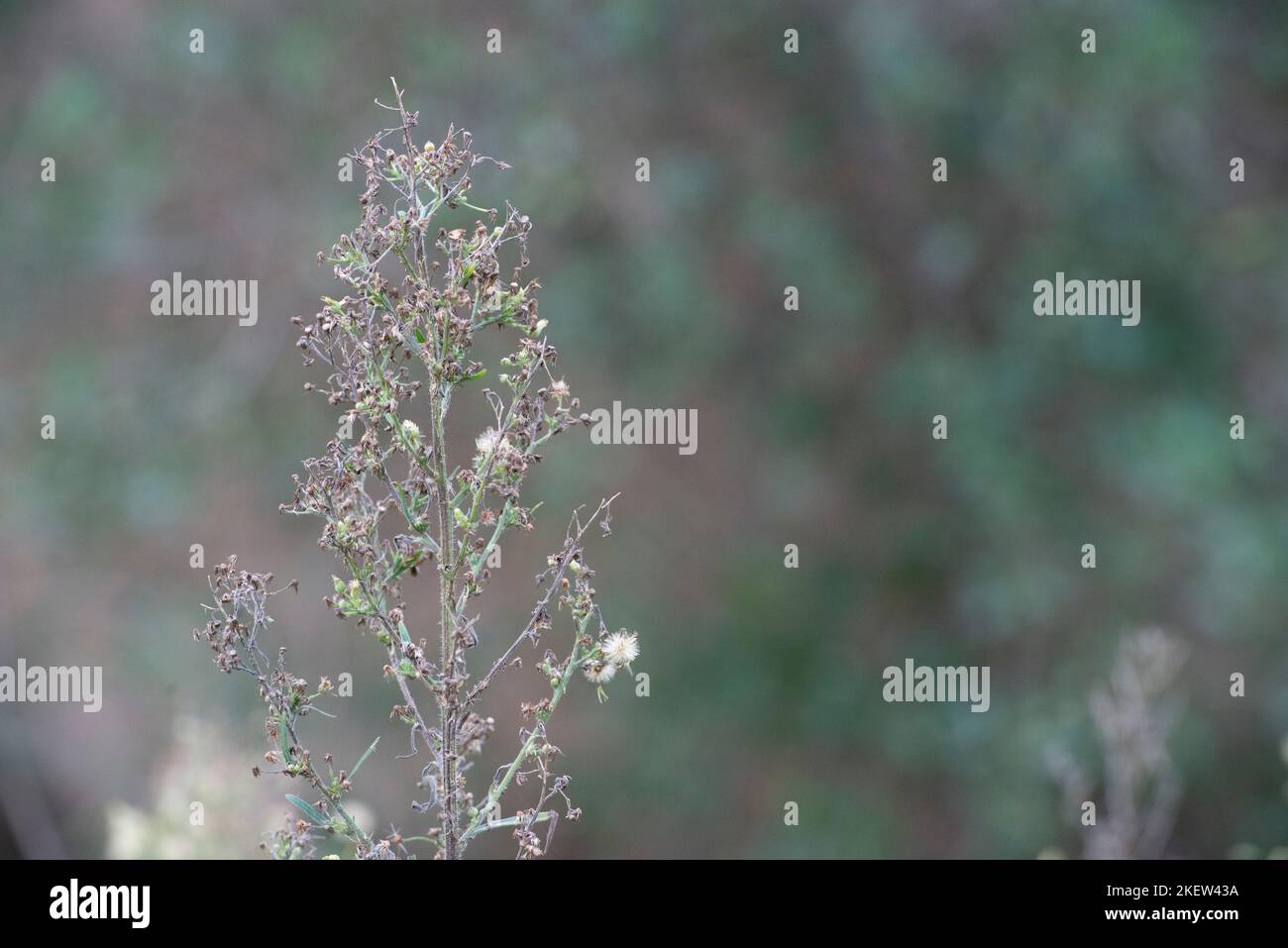 Detail of wild bushes in the woods Stock Photo - Alamy