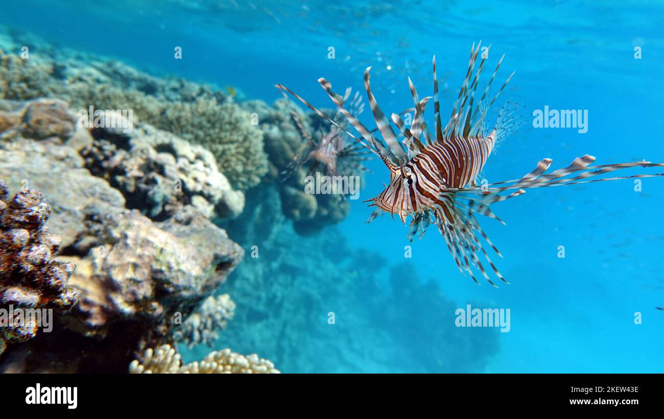 Lion Fish in the Red Sea. Lion Fish in the Red Sea in clear blue water ...