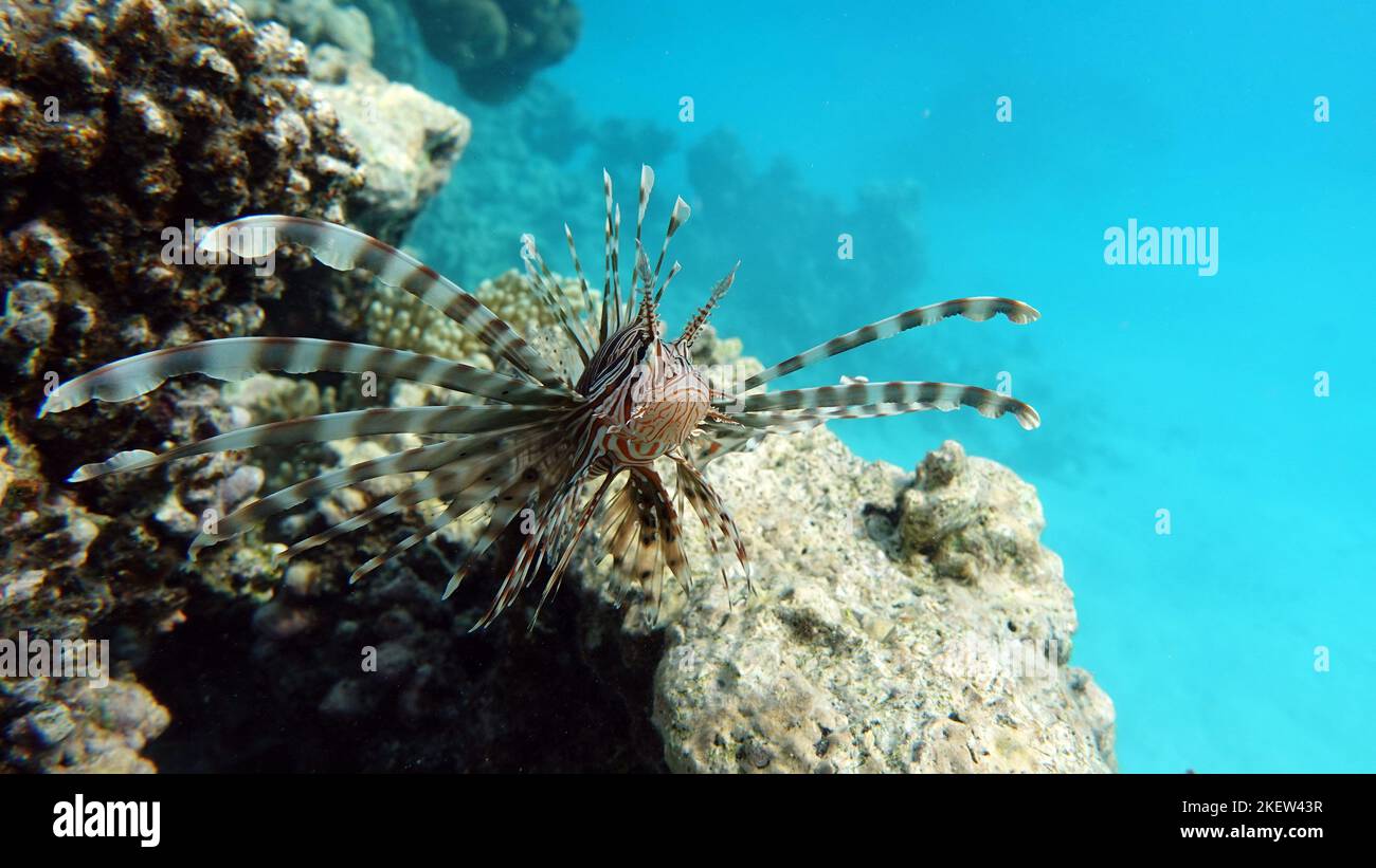 Lion Fish in the Red Sea. Lion Fish in the Red Sea in clear blue water ...