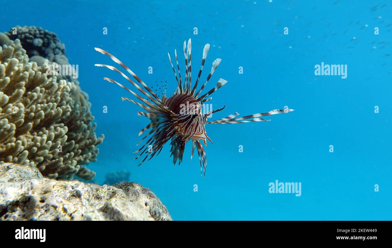 Lion Fish in the Red Sea. Lion Fish in the Red Sea in clear blue water ...