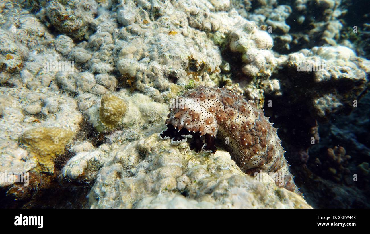 Beautiful, diverse and interesting fish living on the gorgeous reefs of ...