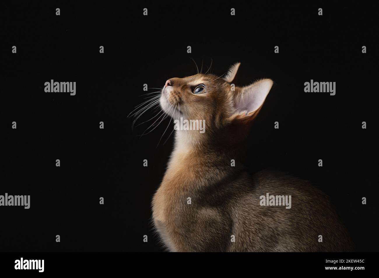 Abyssinian tomcat hi-res stock photography and images - Alamy