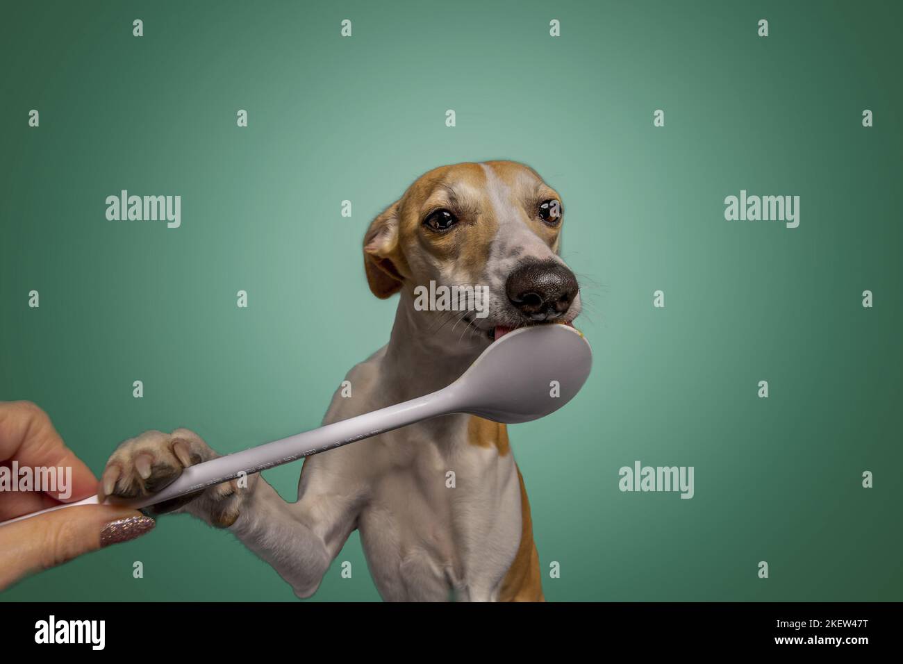 Whippets feeding hi-res stock photography and images - Alamy