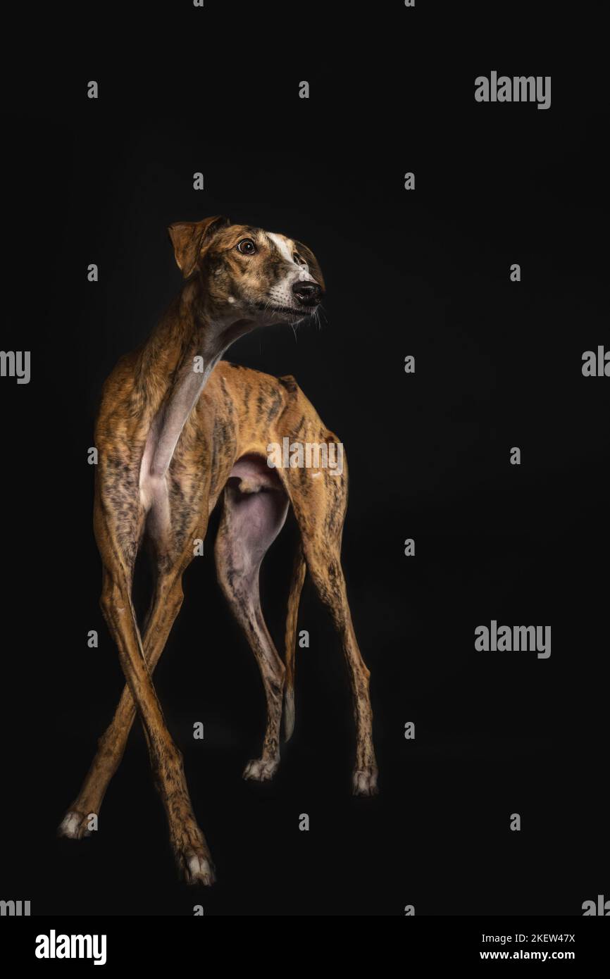 Crossed paws of a dog hi-res stock photography and images - Alamy