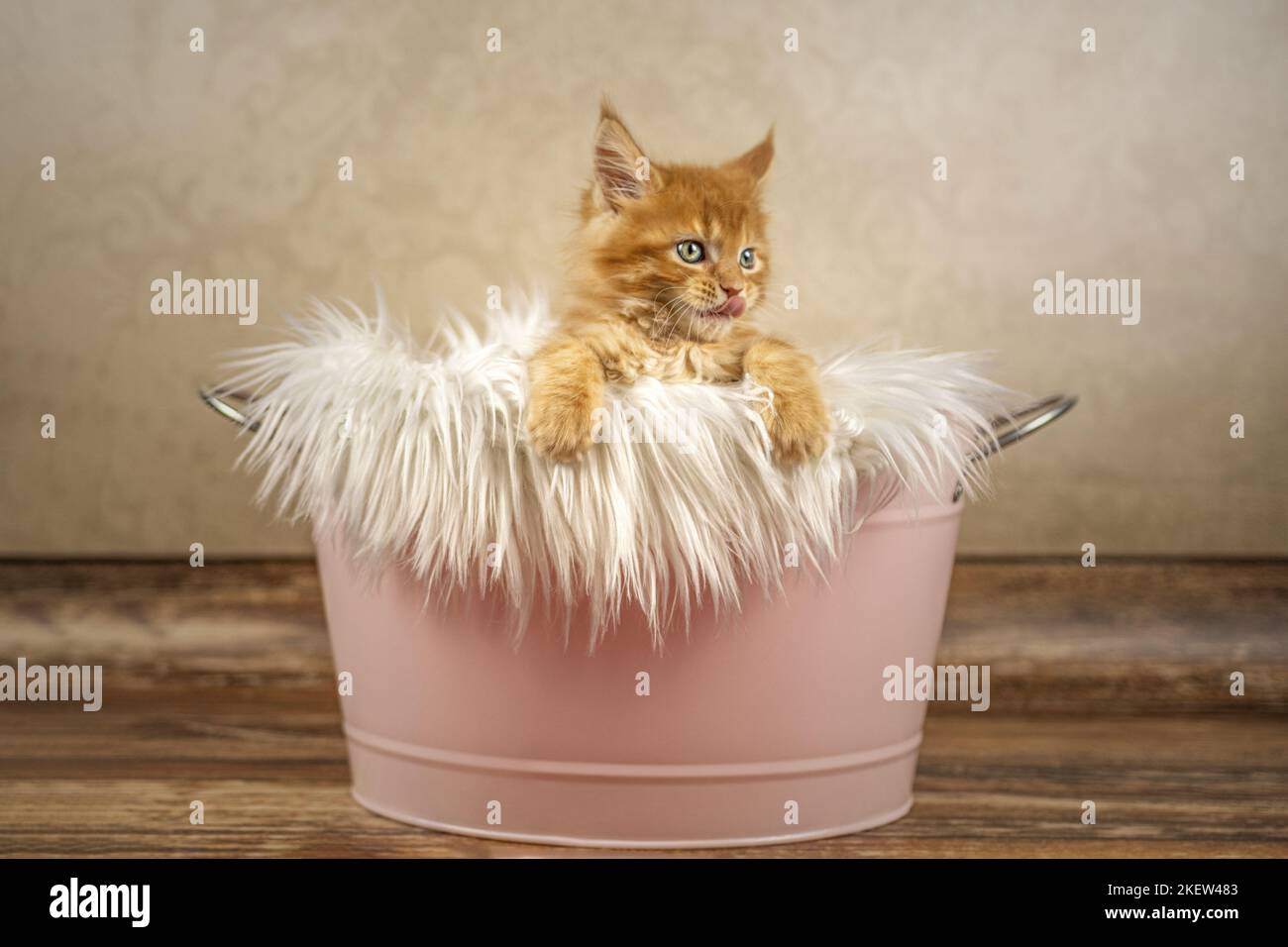 Maine Coon kitten Stock Photo - Alamy